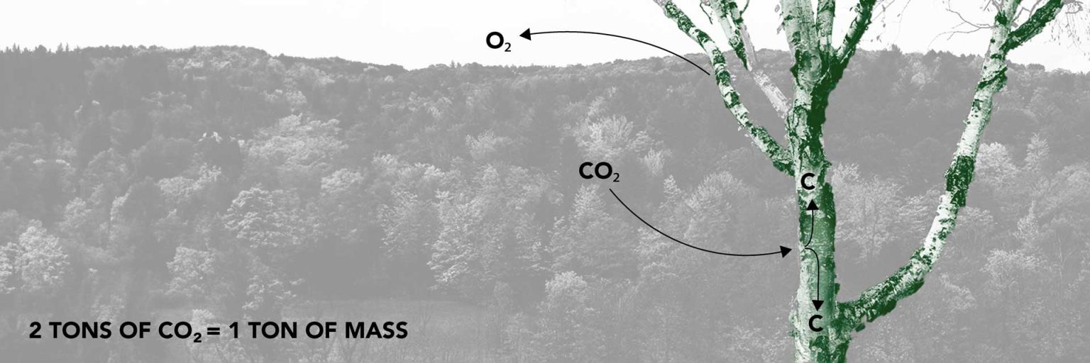Carbon Neutrality: The Sustainable Case for Designing With Wood ...
